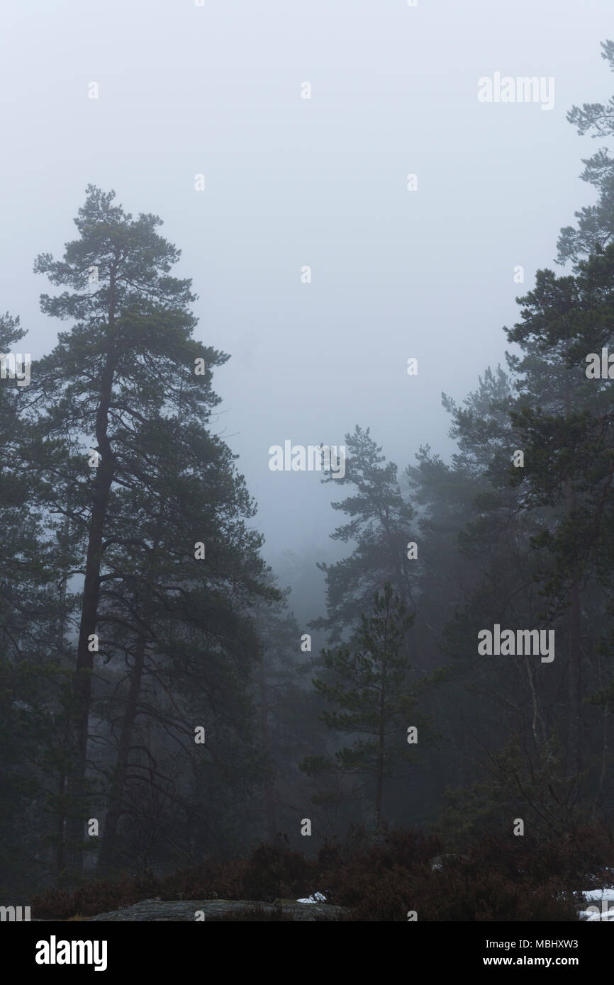 Pine and fir trees on a misty, moody, day. Nackareservatet - nature ...