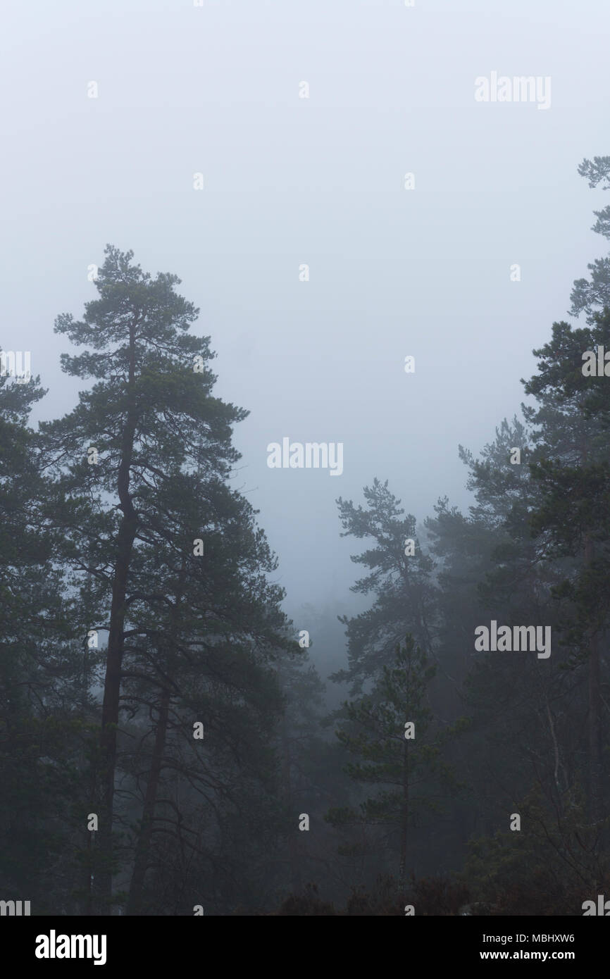 Misty landscape fir pine hi-res stock photography and images - Alamy