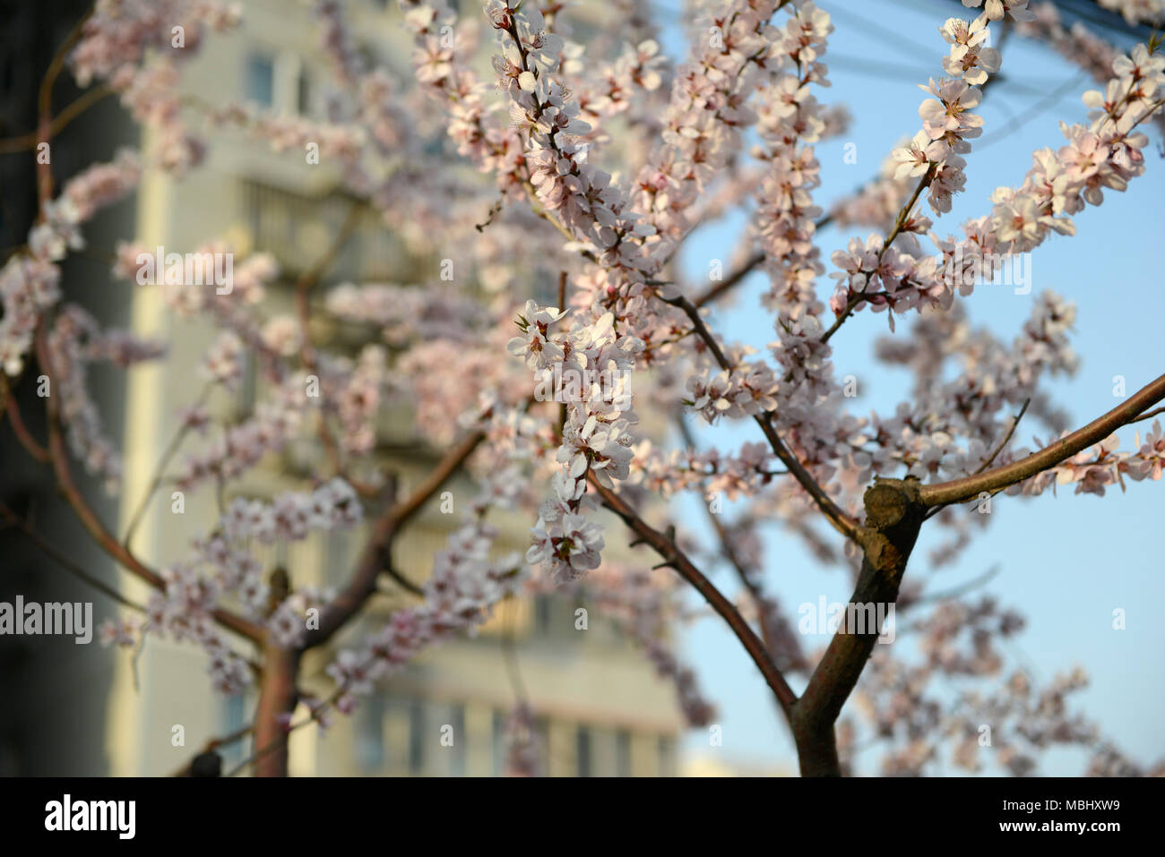 A flowering cherry tree in a small park by residential apartment ...