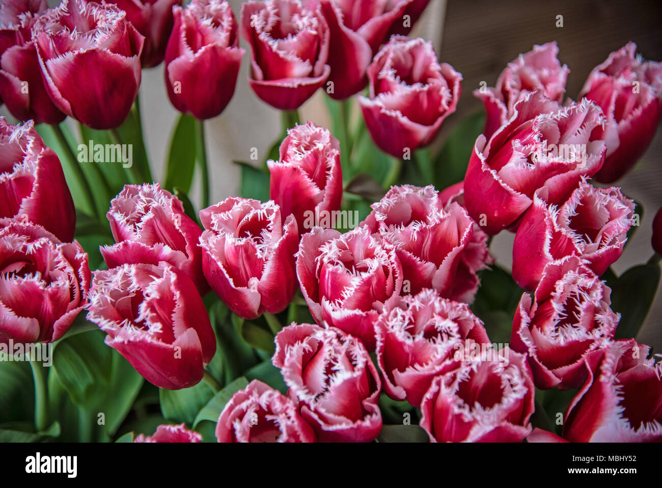 Red fringed tulip Stock Photo - Alamy