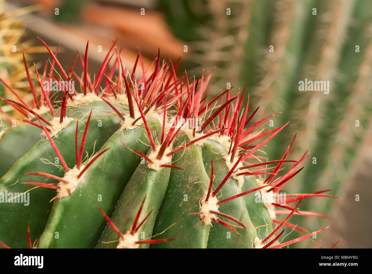 Tropical natural green cactus texture. Abstract natural pattern texture ...