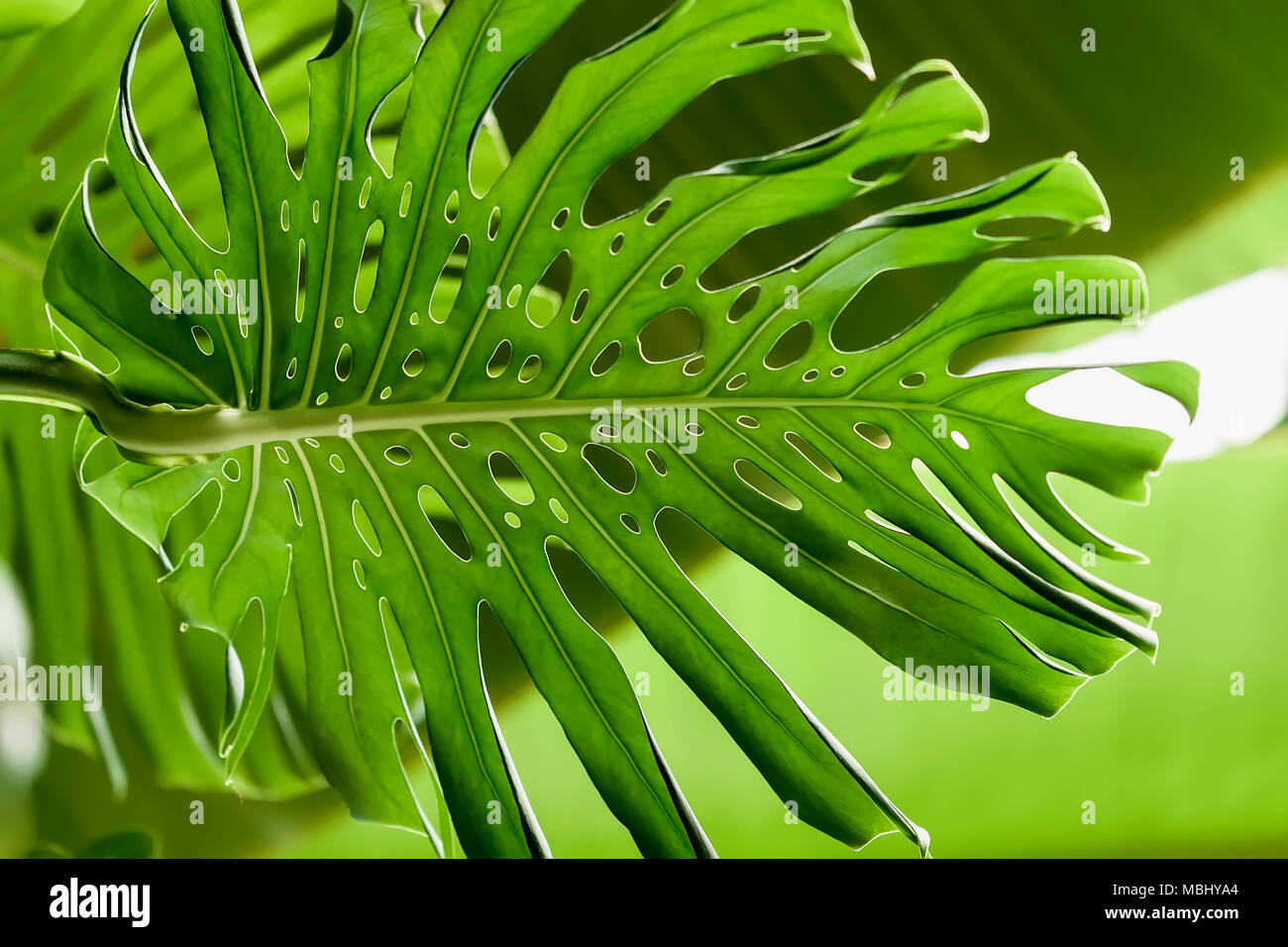 Perforated leaves hi-res stock photography and images - Alamy