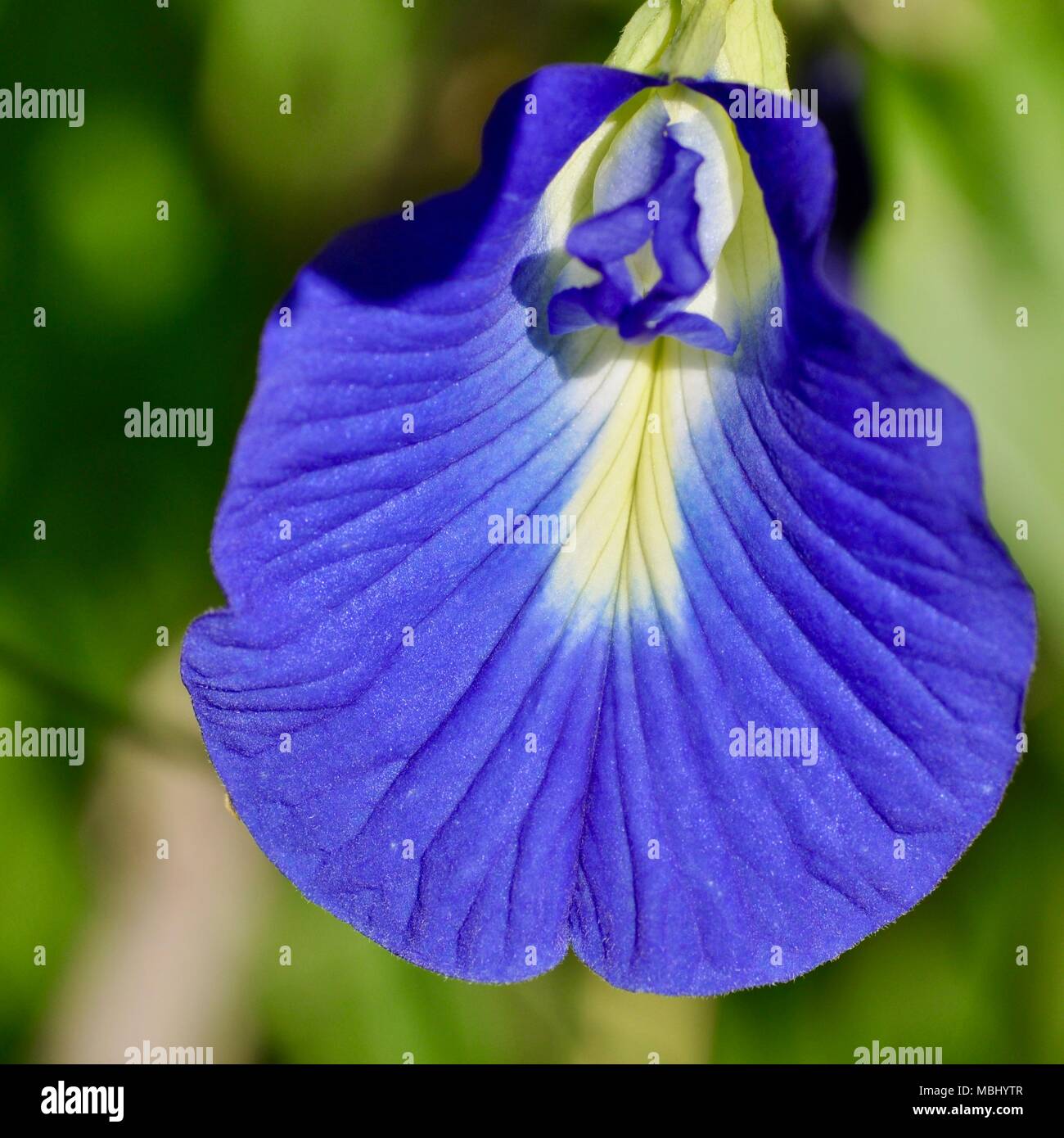 Townsville Town Common Conservation Park, Pallarenda, QLD, Australia ...