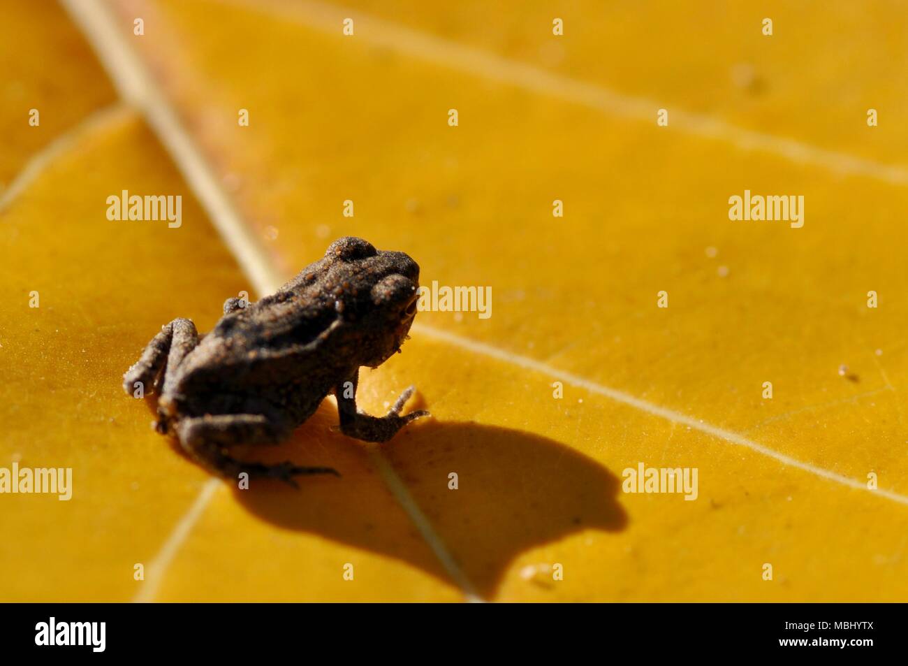 Cane toad juvenile sitting on a yellow leaf photo from hi-res stock ...