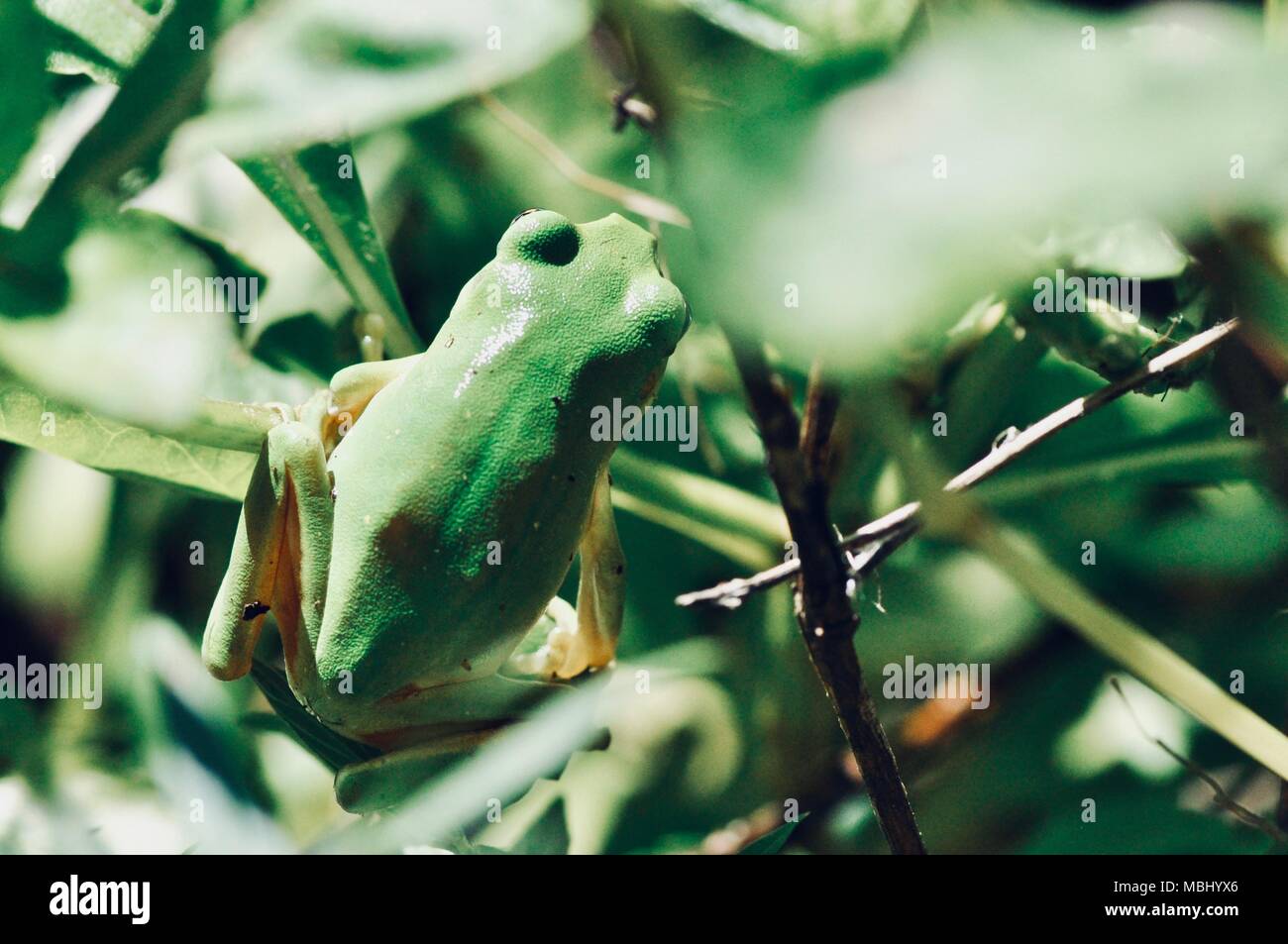 Dwarf Green tree frog Litoria fallax jumping around during the day ...