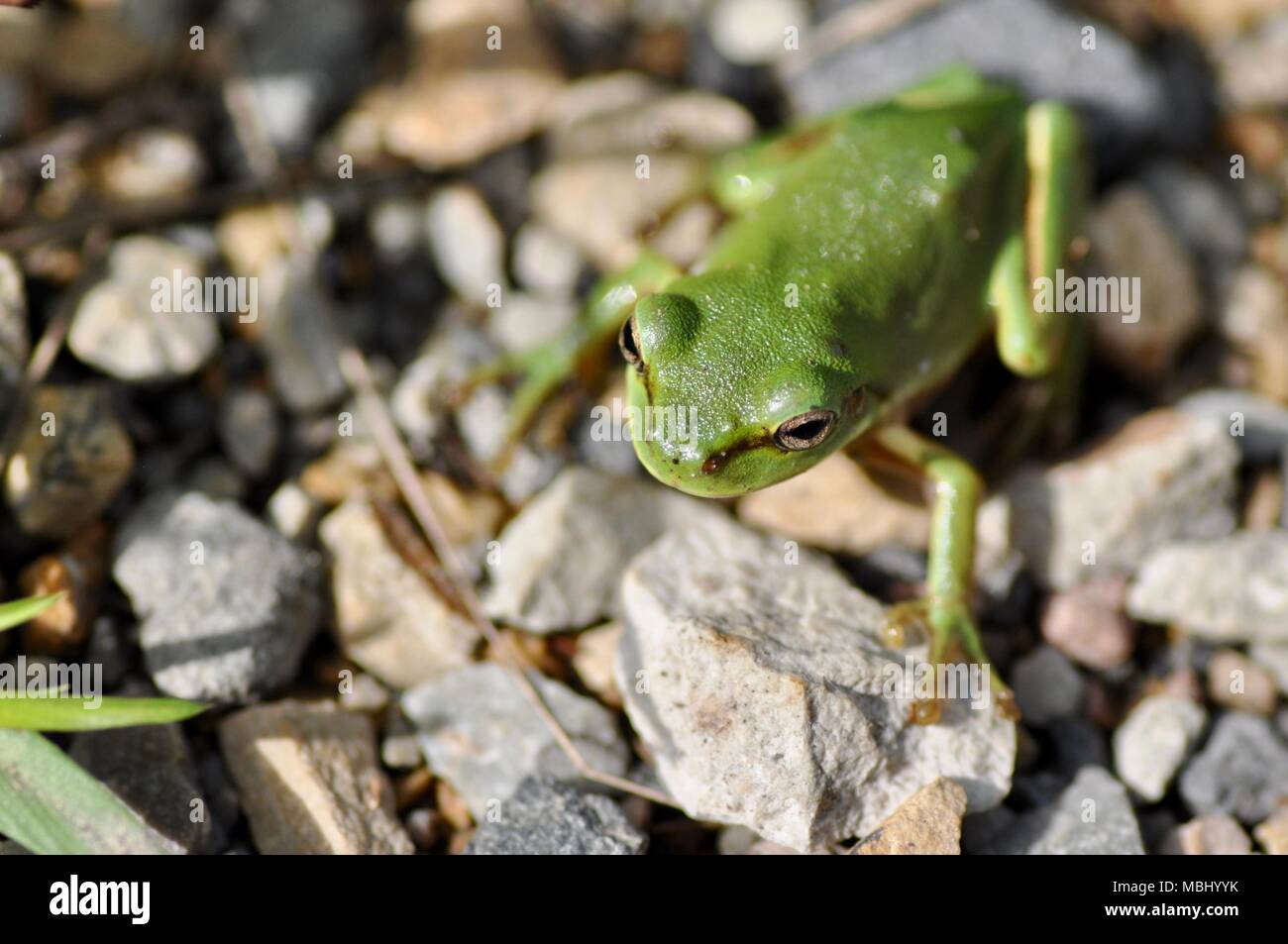 Dwarf Green tree frog Litoria fallax jumping around during the day ...