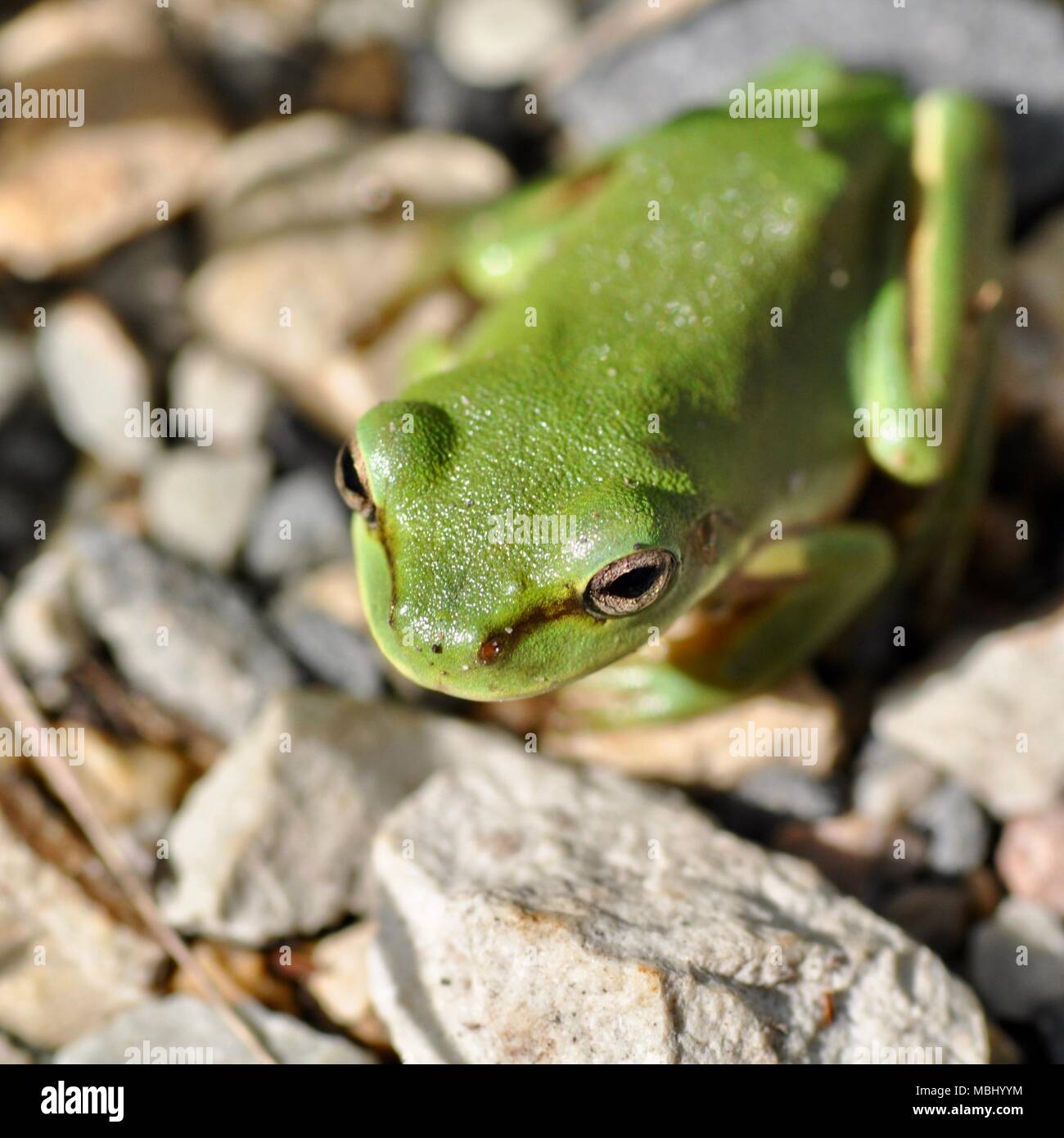 Toad Jumping Stock Photos & Toad Jumping Stock Images - Alamy