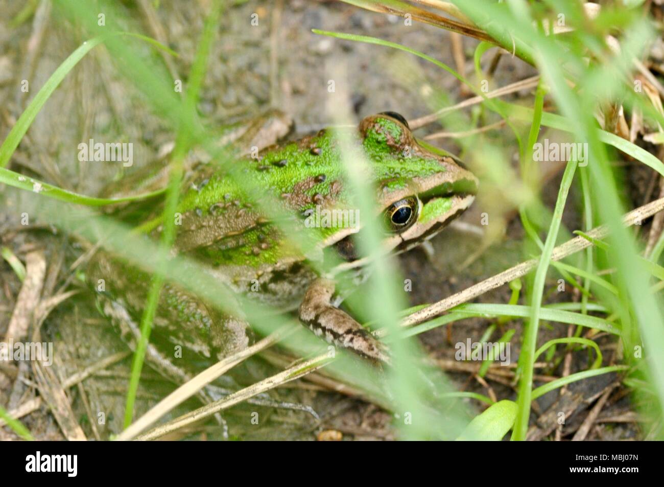 Lime green frog hi-res stock photography and images - Alamy