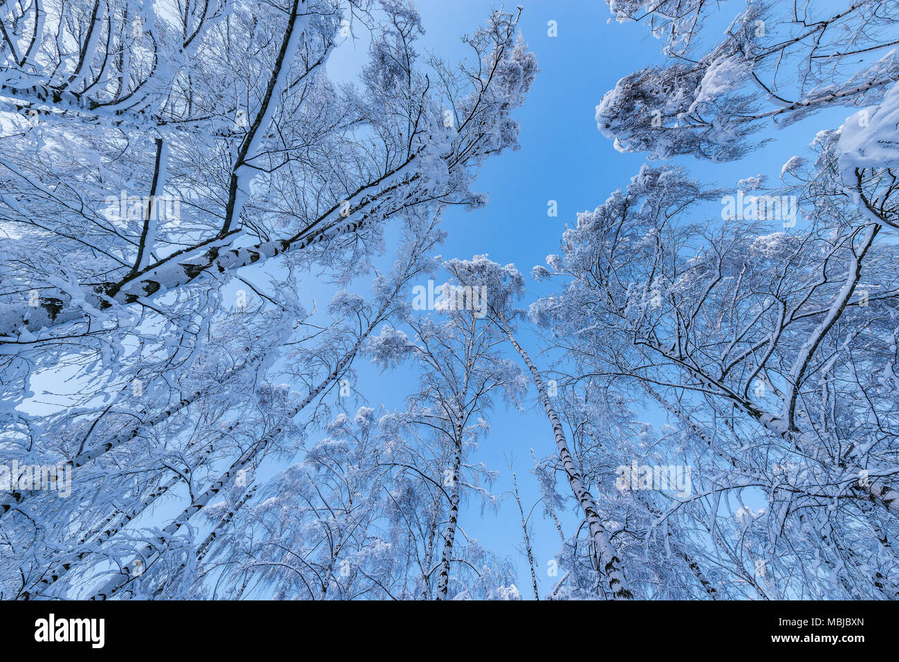 Crowns tall birch trees hi-res stock photography and images - Alamy