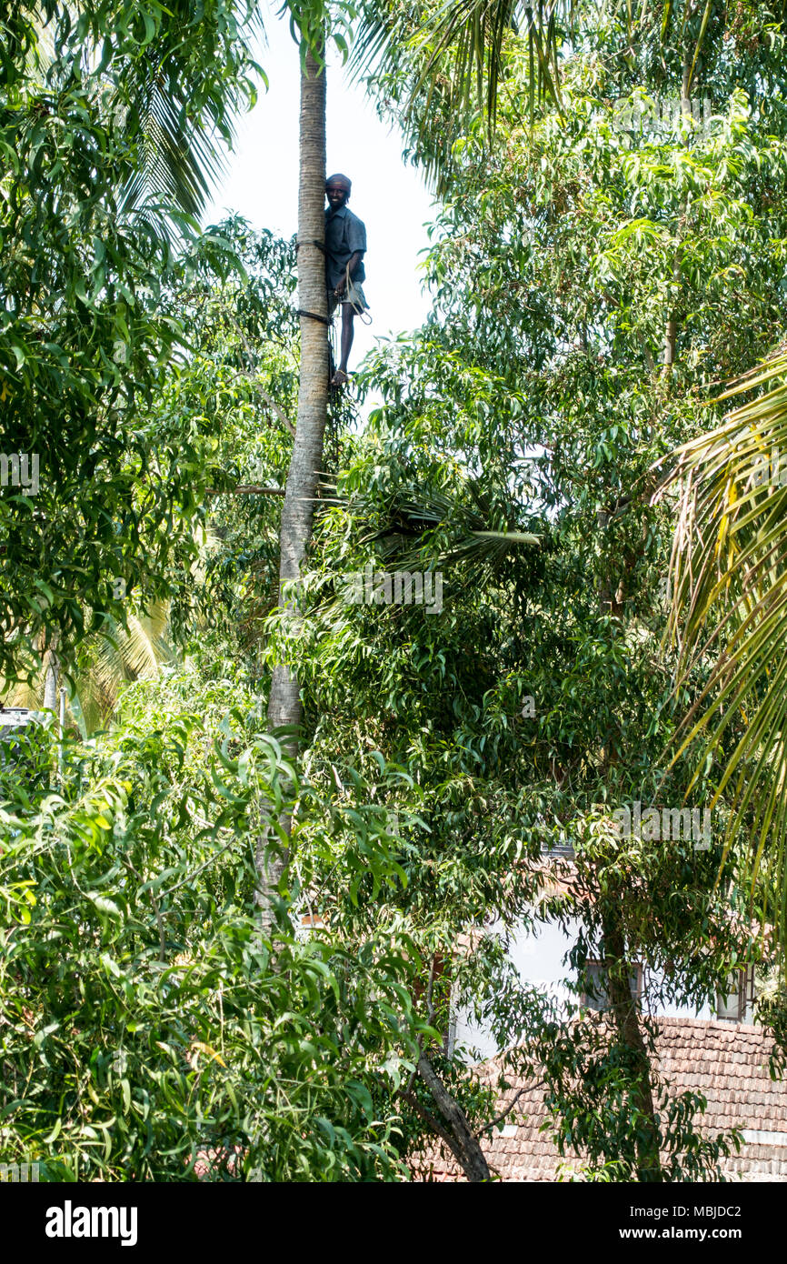 Coconut harvester using metal clamps Stock Photo - Alamy