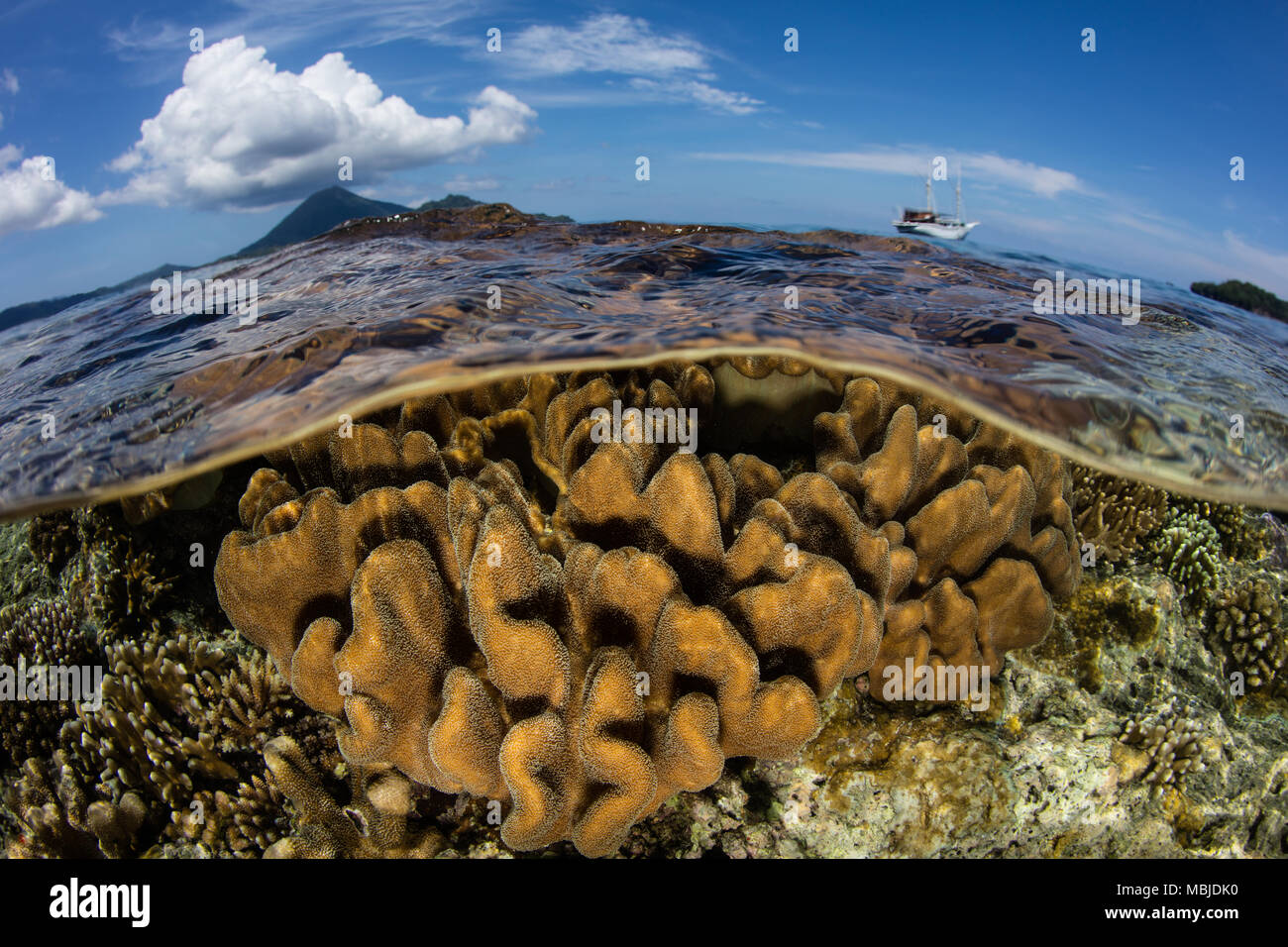 Indonesian underwater tourism hi-res stock photography and images - Alamy