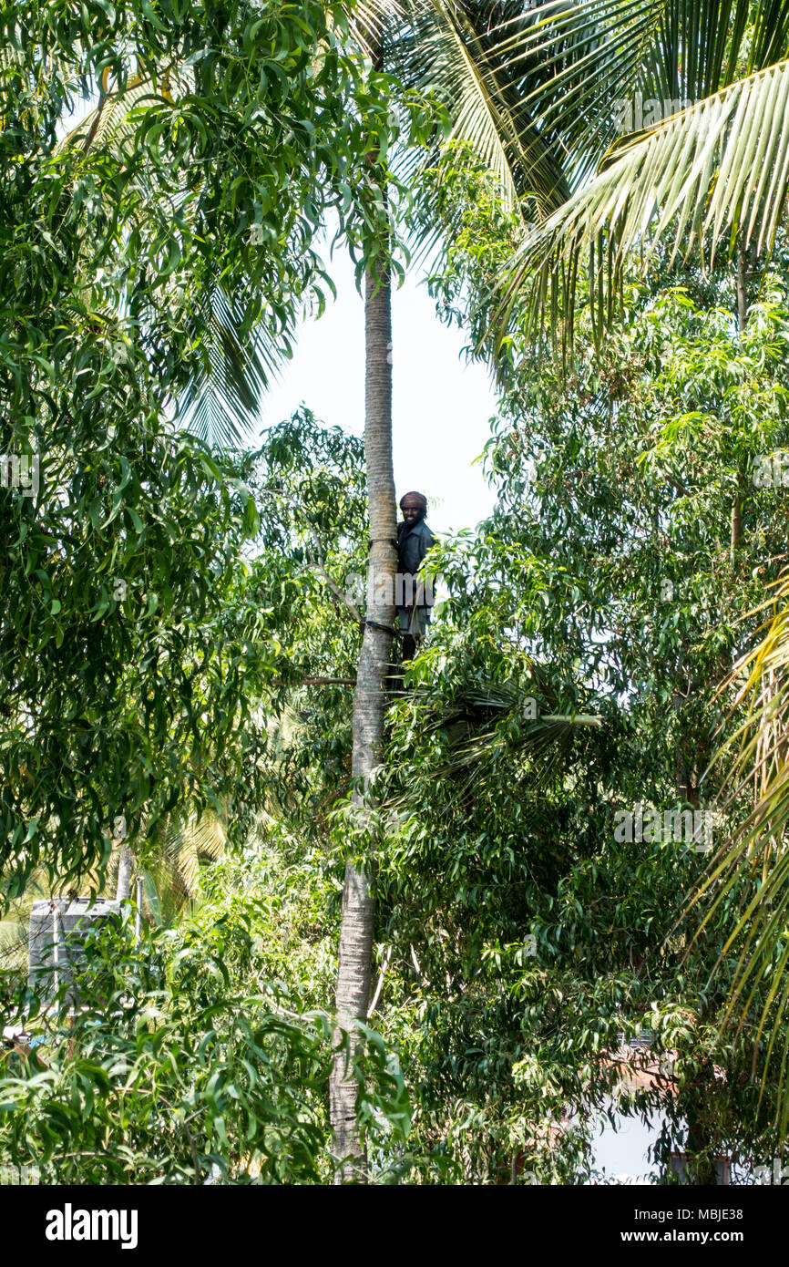 Coconut harvester using metal clamps Stock Photo - Alamy
