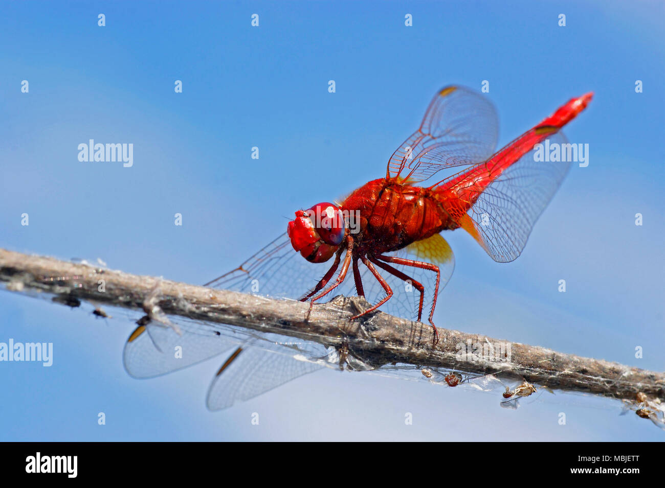 Crocothemis erythraea hi-res stock photography and images - Alamy