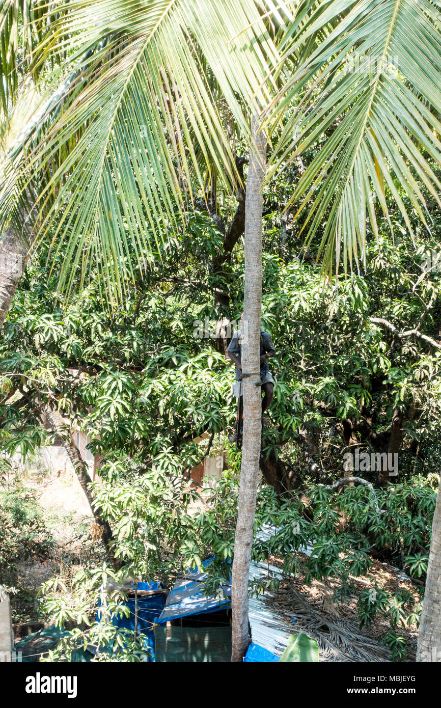 Coconut harvester using metal clamps Stock Photo - Alamy