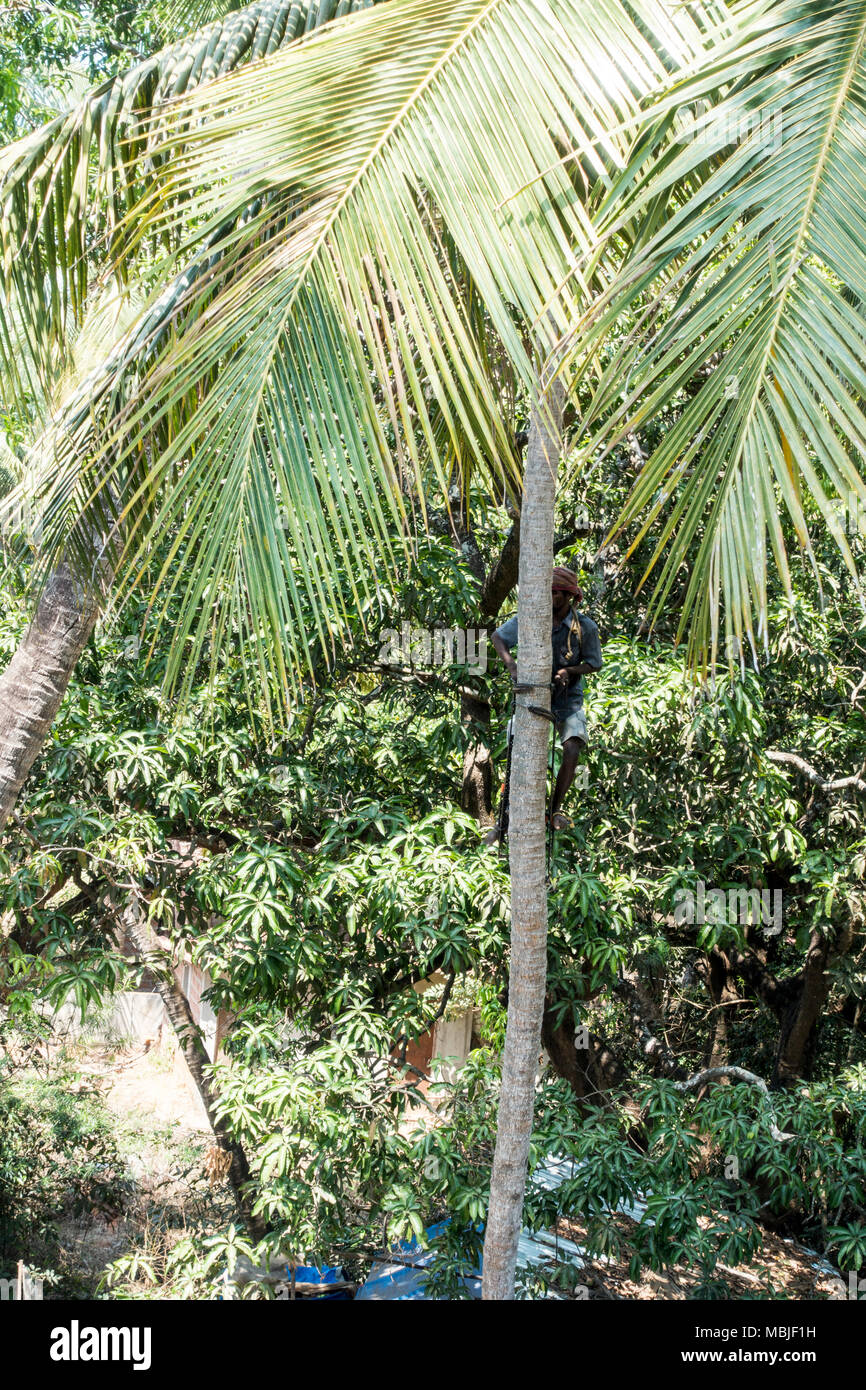 Coconut harvester using metal clamps Stock Photo - Alamy