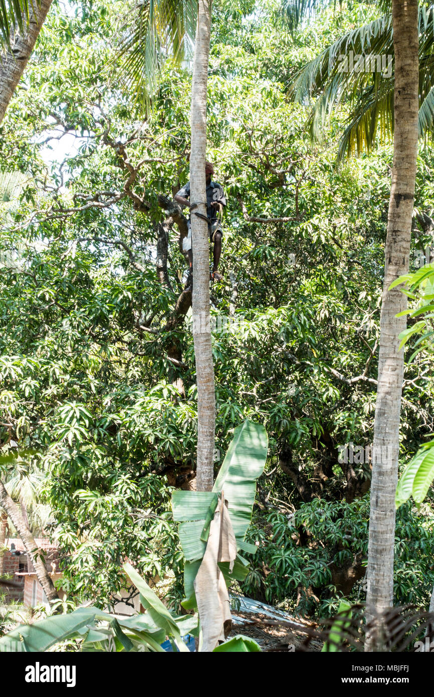 Coconut harvester using metal clamps Stock Photo - Alamy
