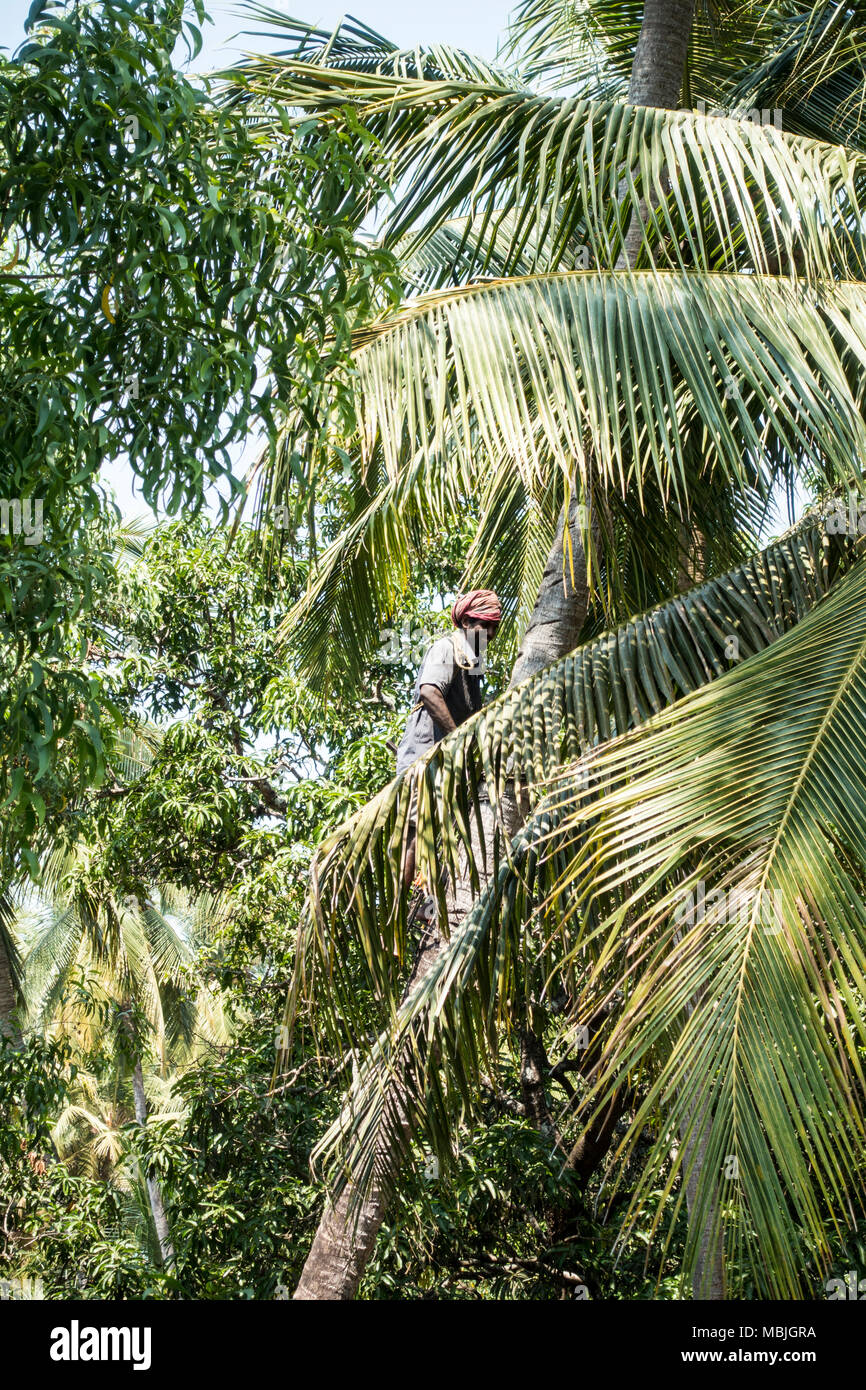 Coconut harvester using metal clamps Stock Photo - Alamy