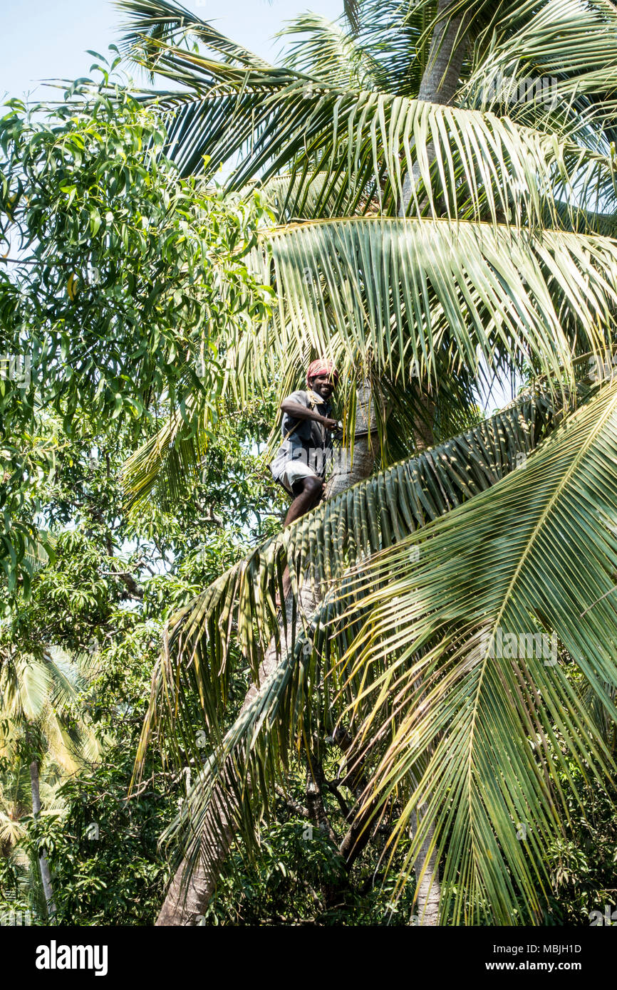 Coconut harvester using metal clamps Stock Photo - Alamy
