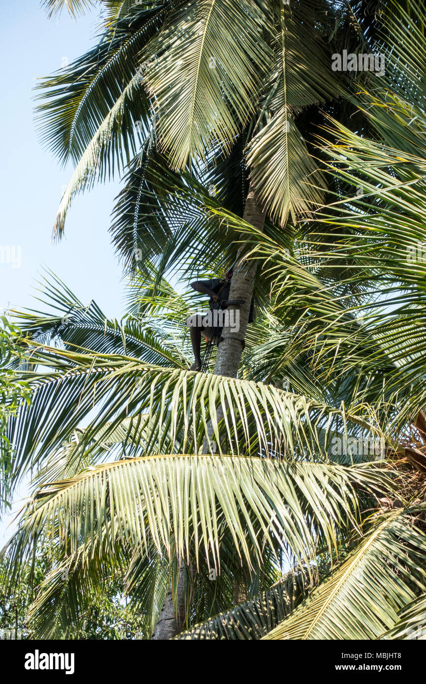 Coconut harvester using metal clamps Stock Photo - Alamy