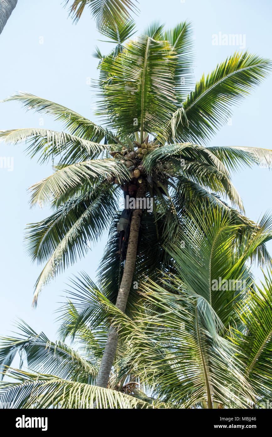Coconut harvester using metal clamps hi-res stock photography and ...