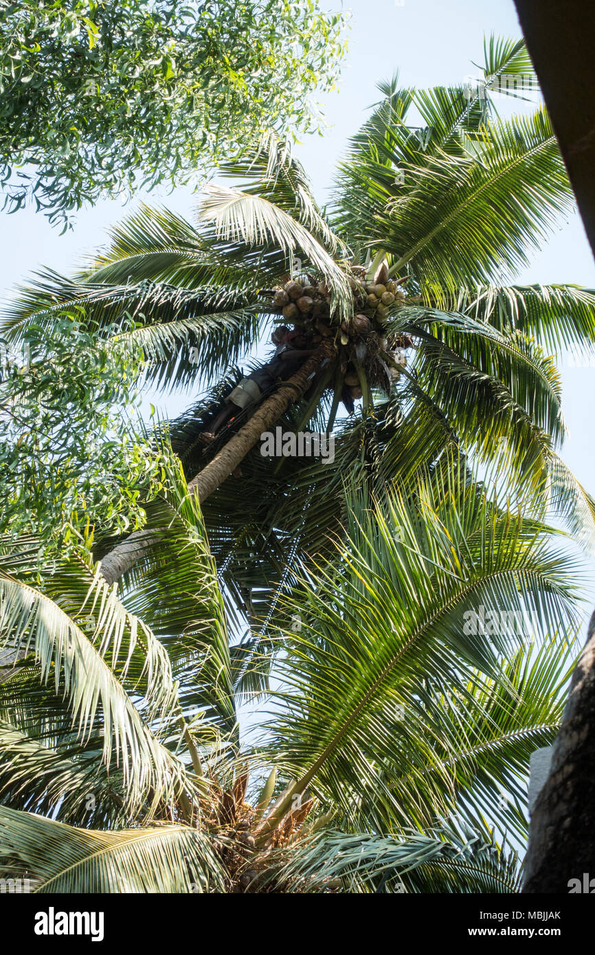 Coconut harvester using metal clamps Stock Photo - Alamy