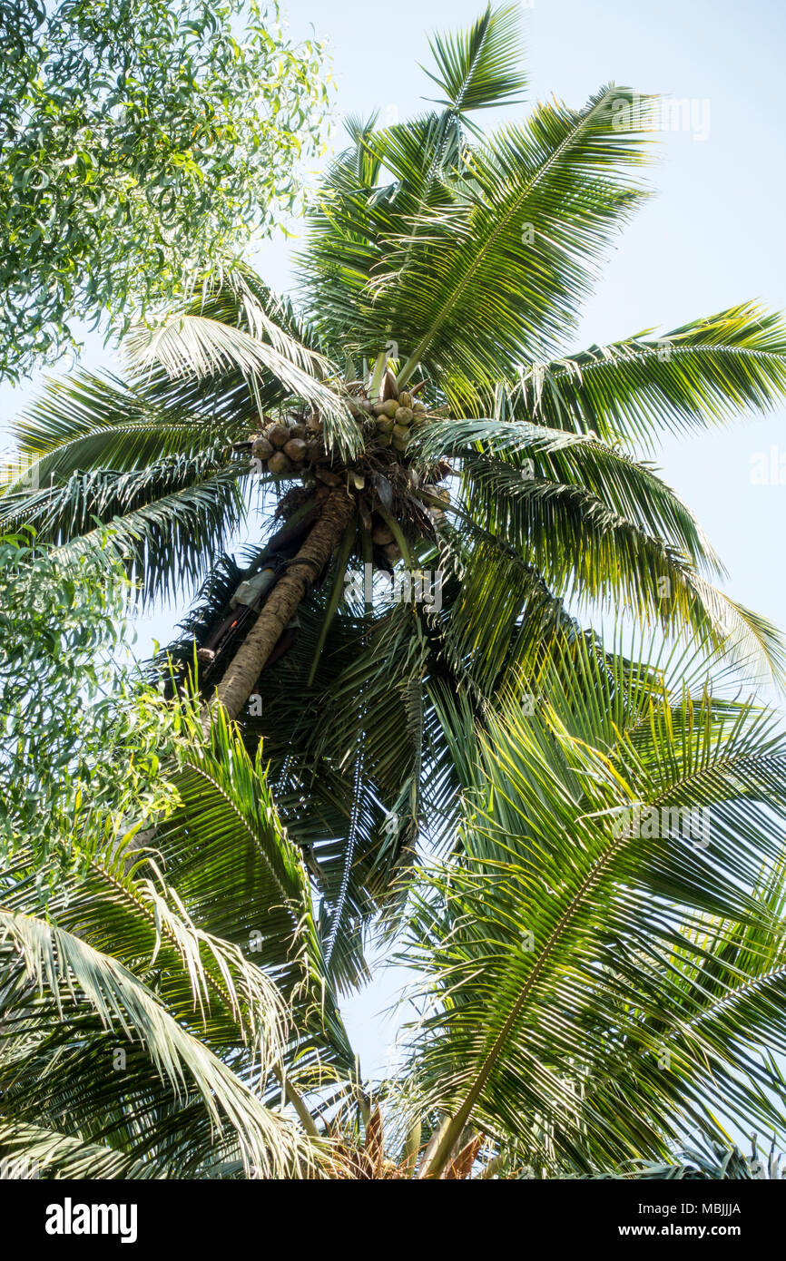 Coconut harvester using metal clamps Stock Photo - Alamy