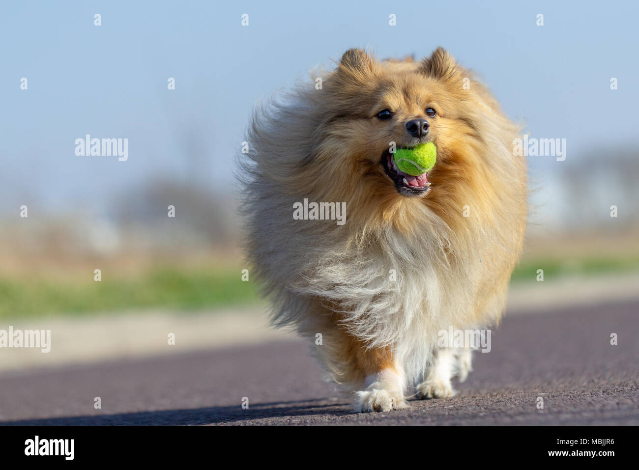 a shetland sheepdog plays with a little ball Stock Photo - Alamy