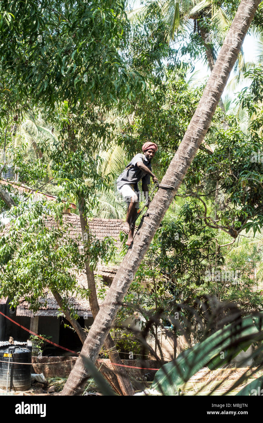 Metal clamps to grip the tree trunk hi-res stock photography and images ...
