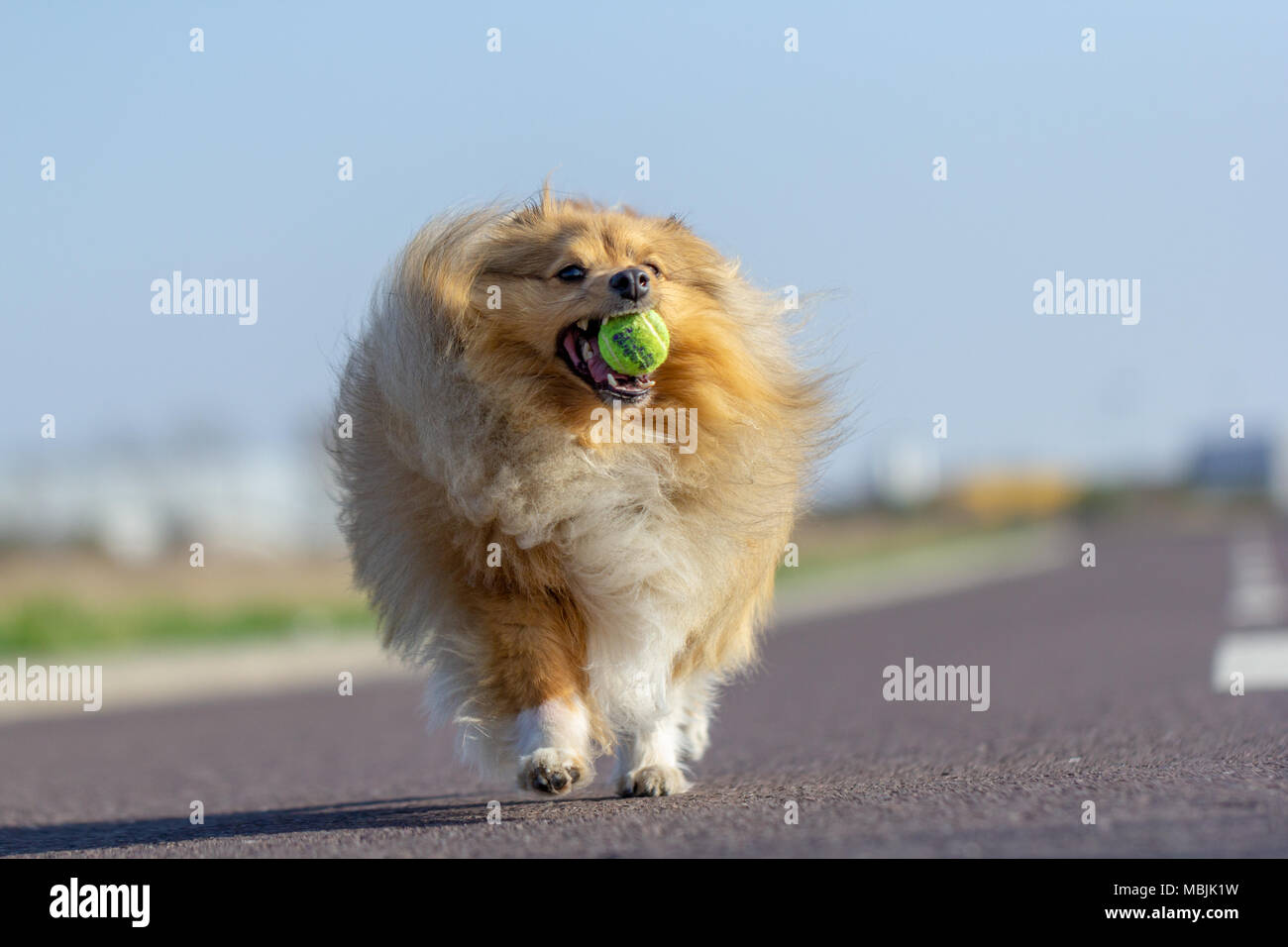 a shetland sheepdog plays with a little ball Stock Photo - Alamy