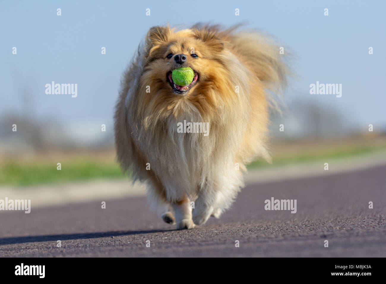 a shetland sheepdog plays with a little ball Stock Photo - Alamy