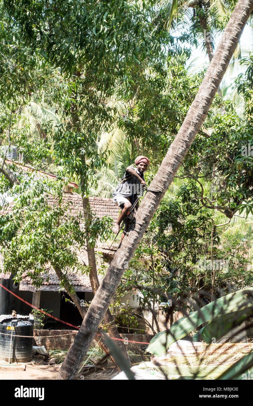 Coconut harvester using metal clamps Stock Photo - Alamy