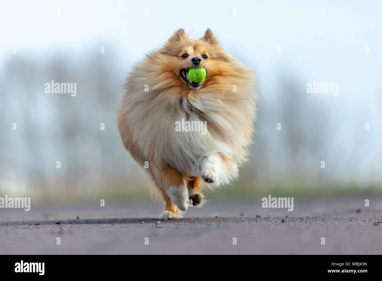 a shetland sheepdog plays with a little ball Stock Photo - Alamy