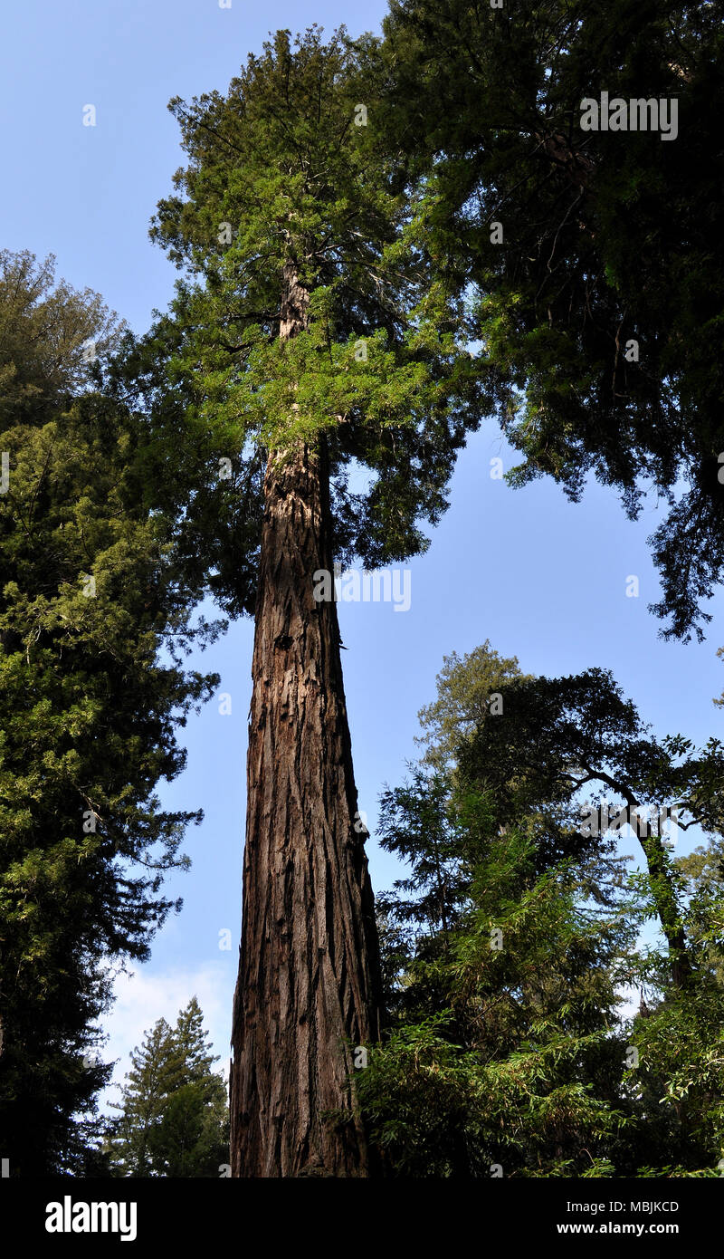 Coast redwood tree, Sequoia sempervirens. Big Basin Redwoods, Santa ...