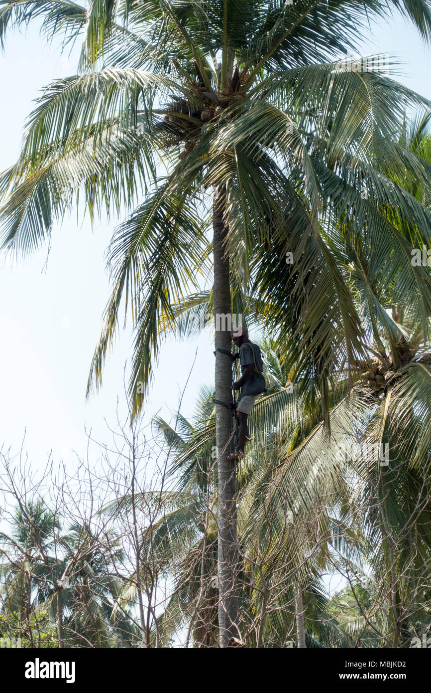 Coconut harvester using metal clamps Stock Photo - Alamy
