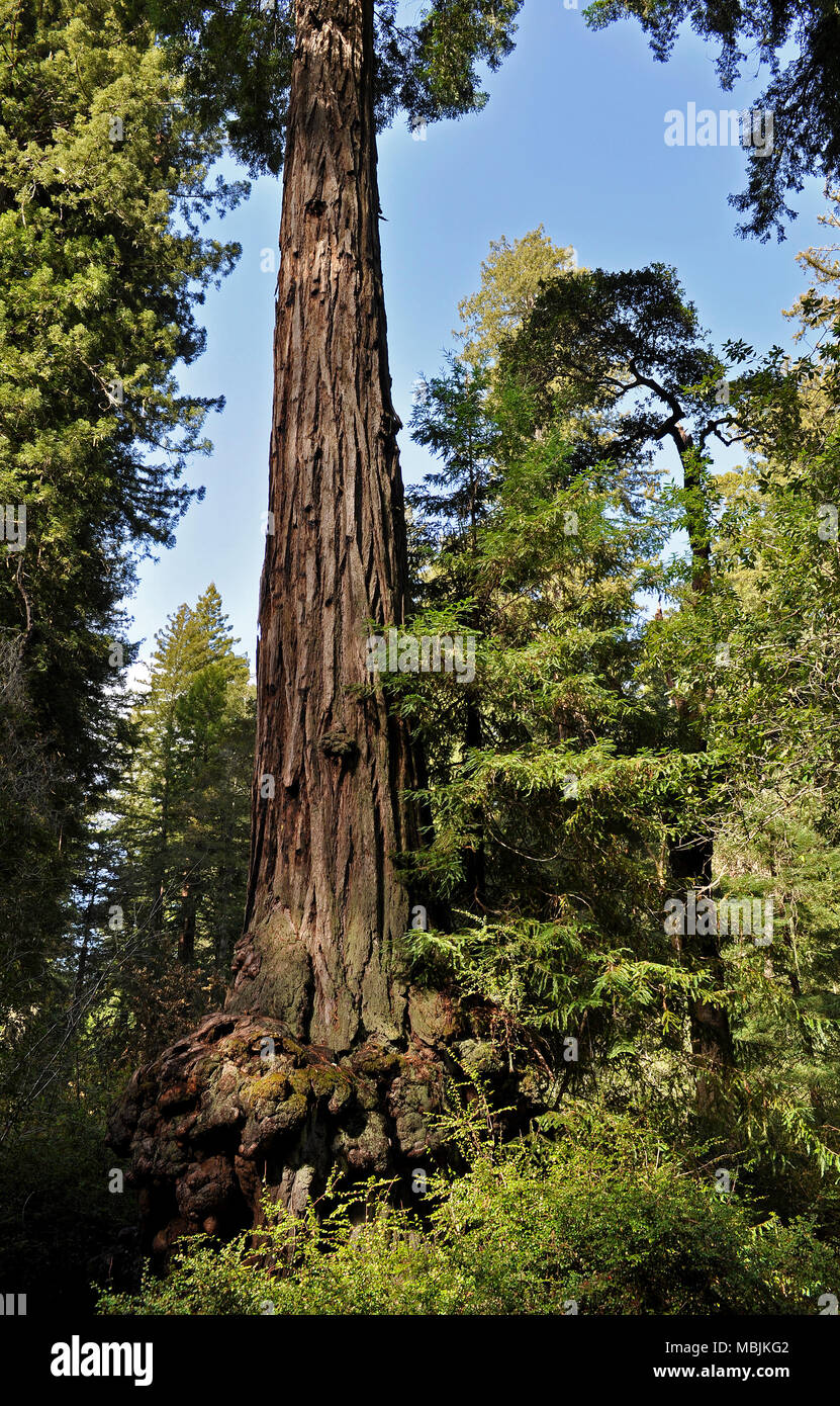 Coast redwood tree, Sequoia sempervirens. Big Basin Redwoods State Park ...
