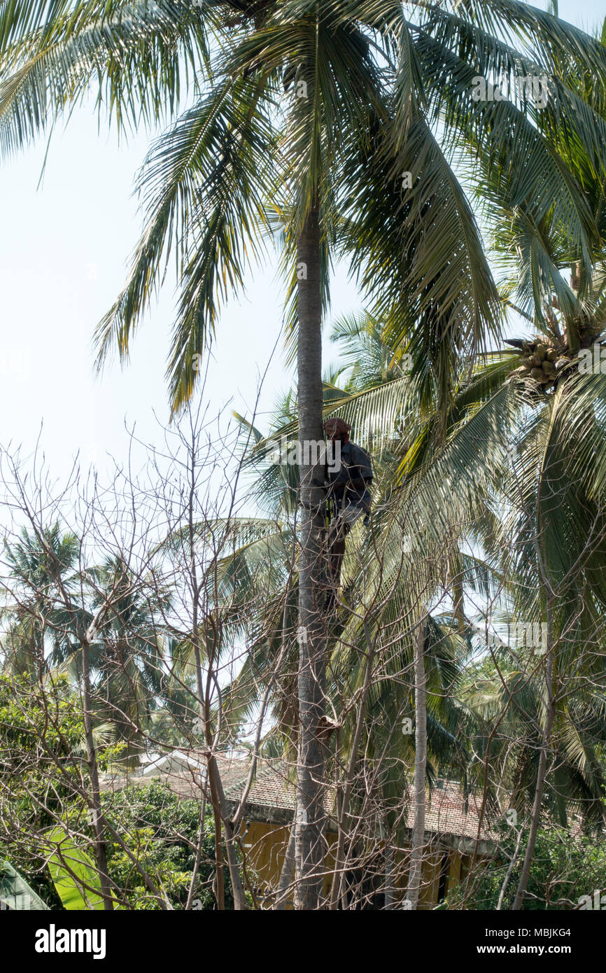 Coconut harvester using metal clamps hi-res stock photography and ...