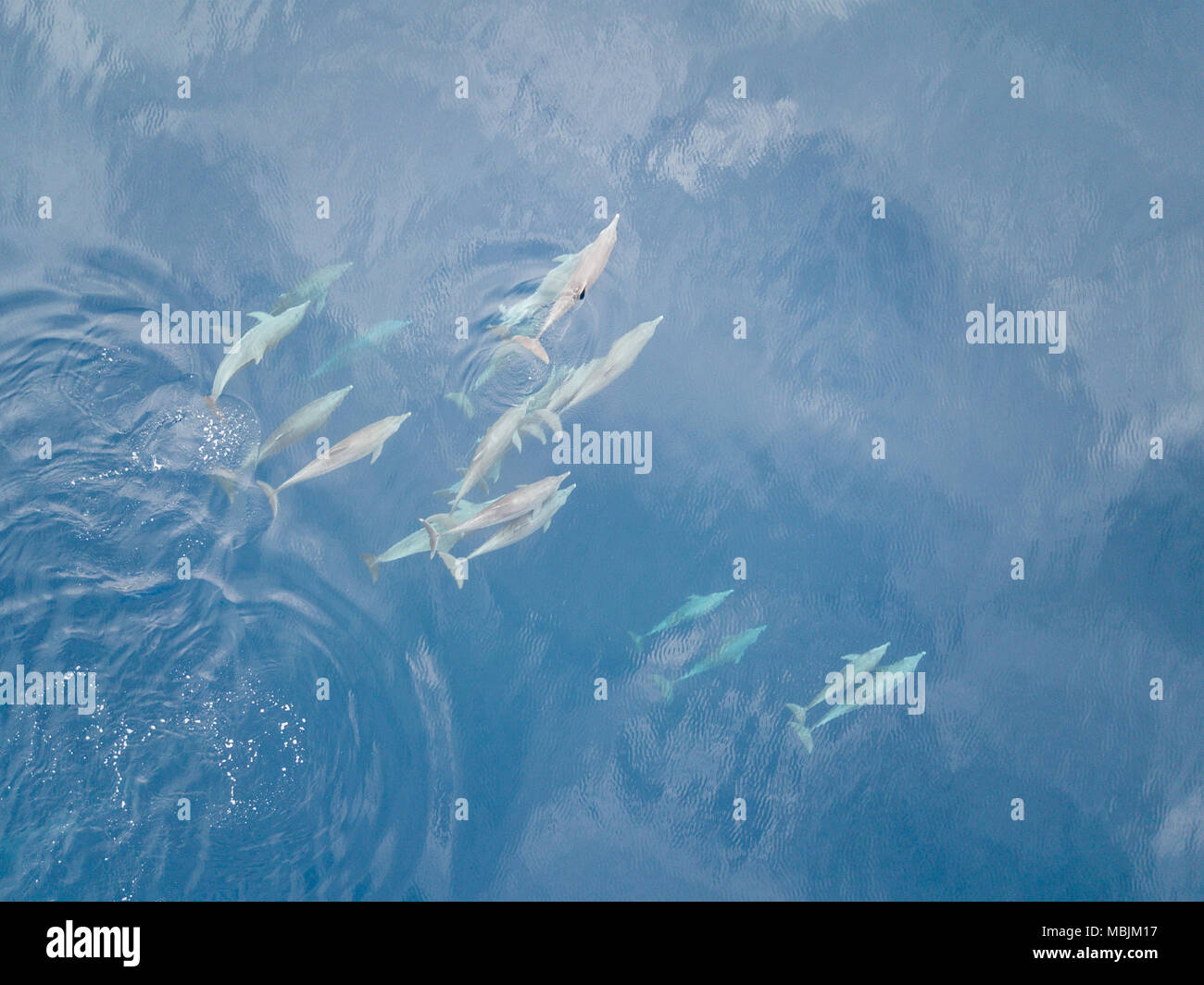 A pod of Spinner dolphins swims through the calm waters of the Banda ...