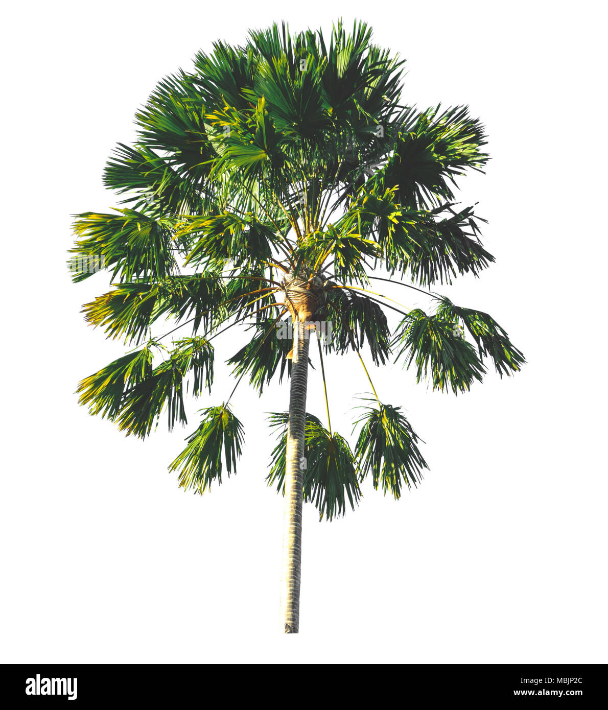 Coconut tree hi-res stock photography and images - Alamy