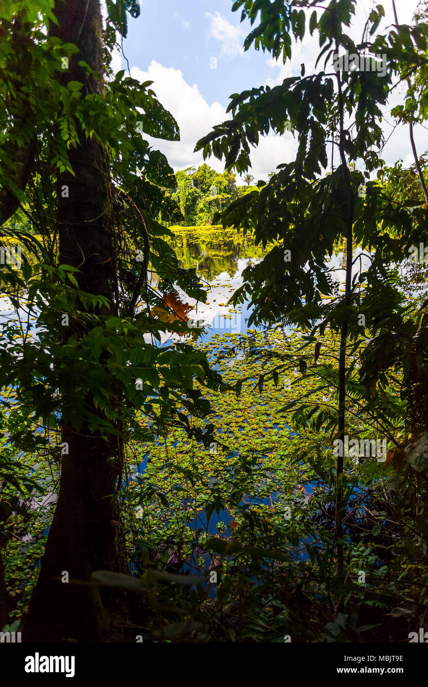 lagoon inside the jungle, Lago Agrio, Ecuador Stock Photo - Alamy