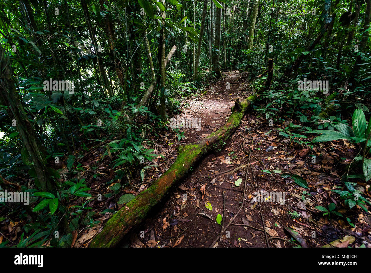 Trunk lying across jungle trail, Amazon region of Ecuador Stock Photo ...