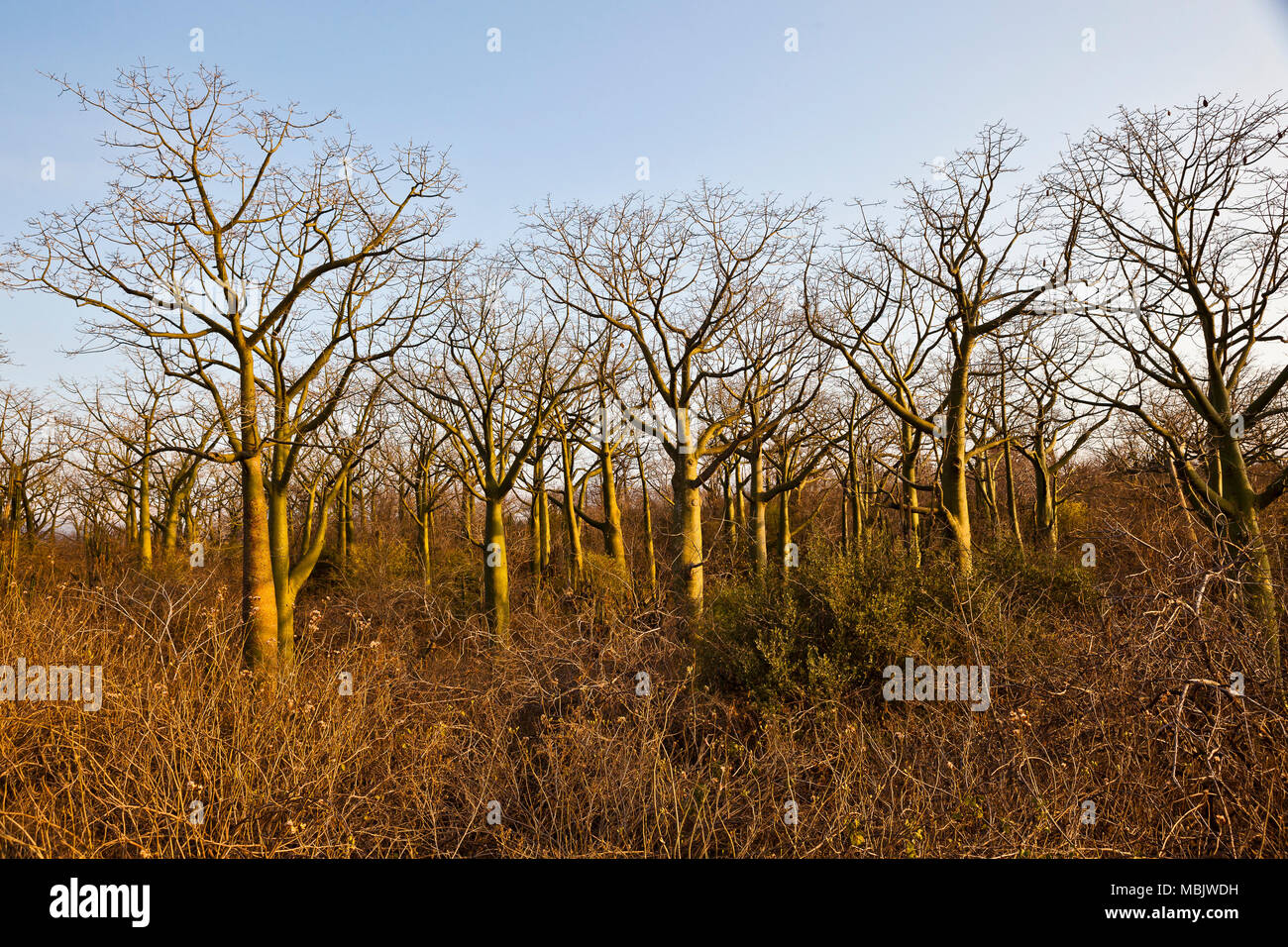 Giant ceiba trees in coast of Ecuador Stock Photo - Alamy