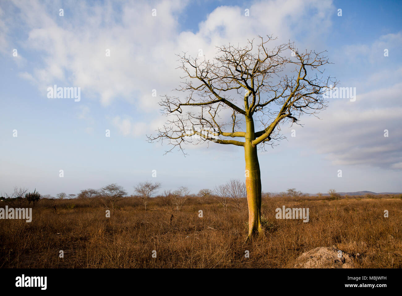 Giant ceiba trees in coast of Ecuador Stock Photo - Alamy