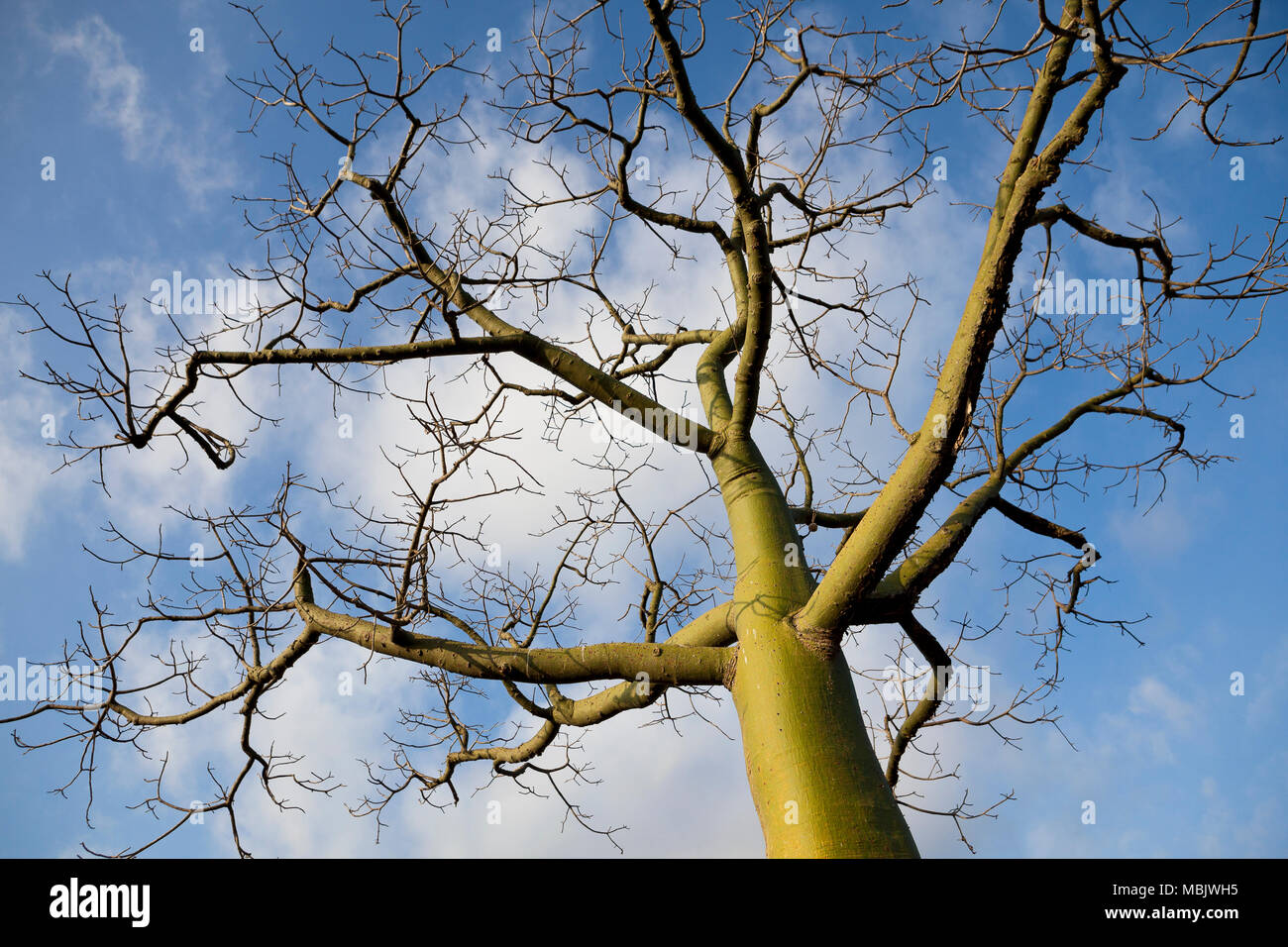 Giant ceiba trees in coast of Ecuador Stock Photo - Alamy