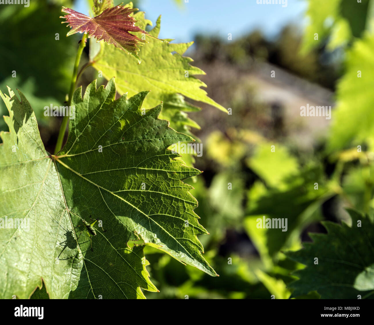 Grapevine leaf hi-res stock photography and images - Alamy