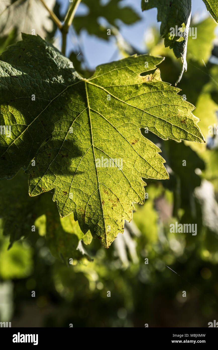 grapevine leaves closeup Stock Photo - Alamy