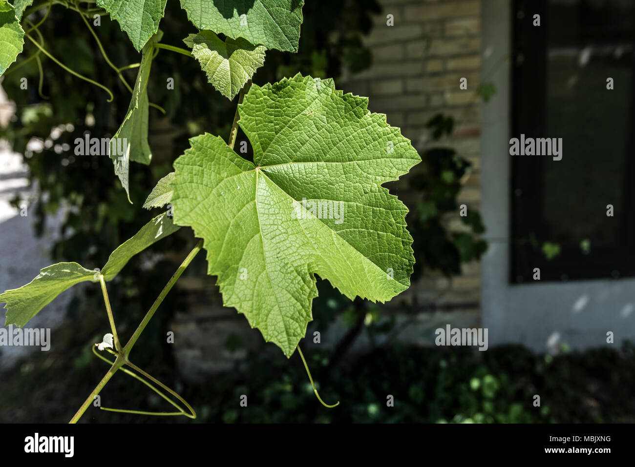 Grapevine leaves hi-res stock photography and images - Alamy
