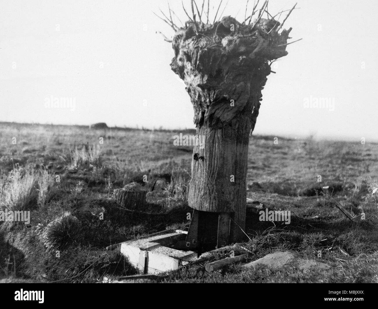 World war tree observation hi-res stock photography and images - Alamy