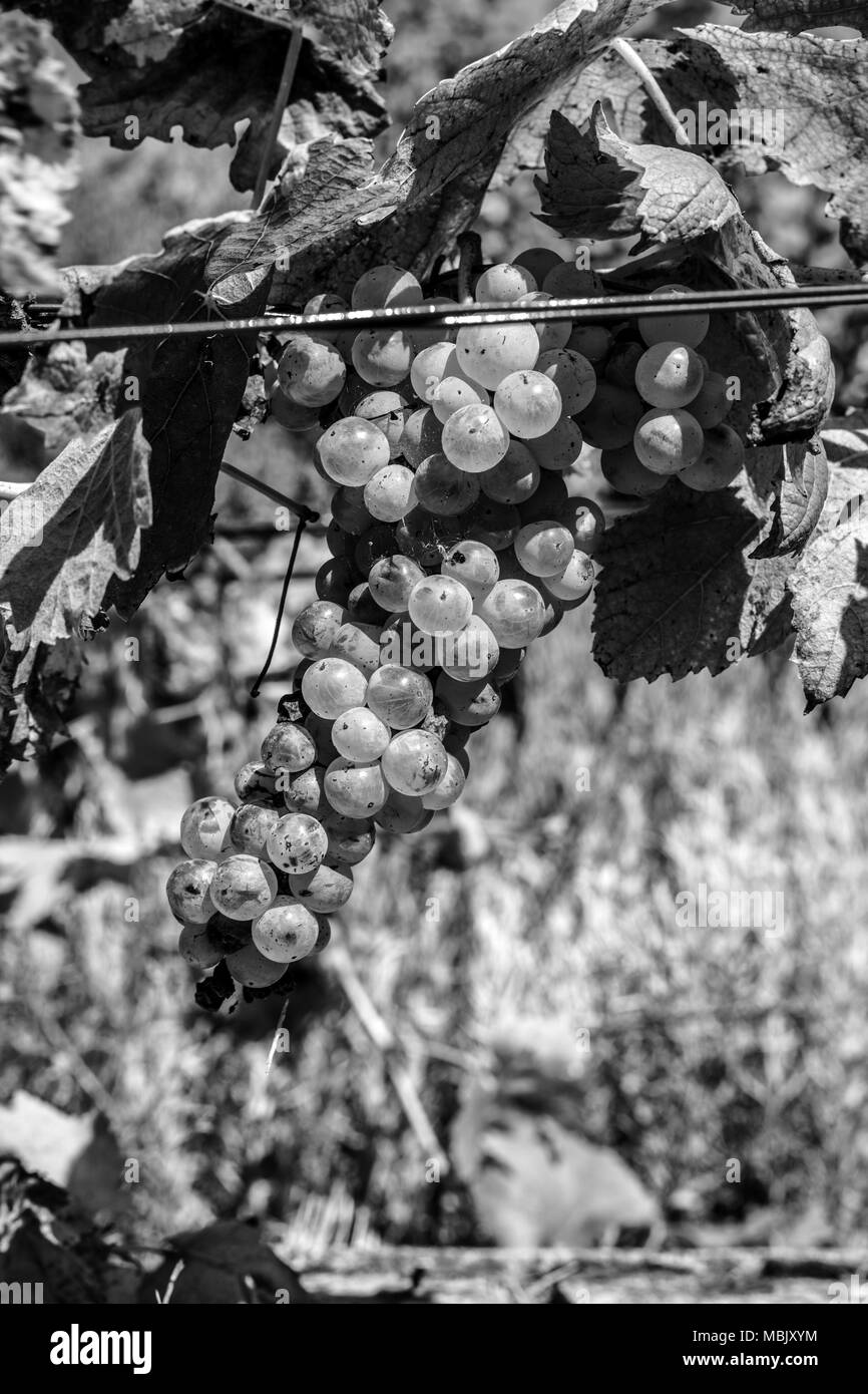 ripe grapes close up Stock Photo - Alamy