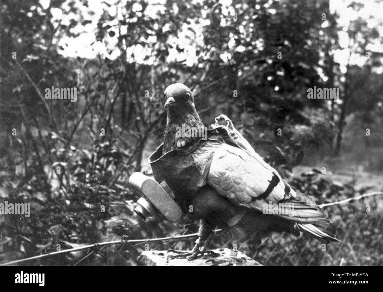 World war i pigeons hi-res stock photography and images - Alamy