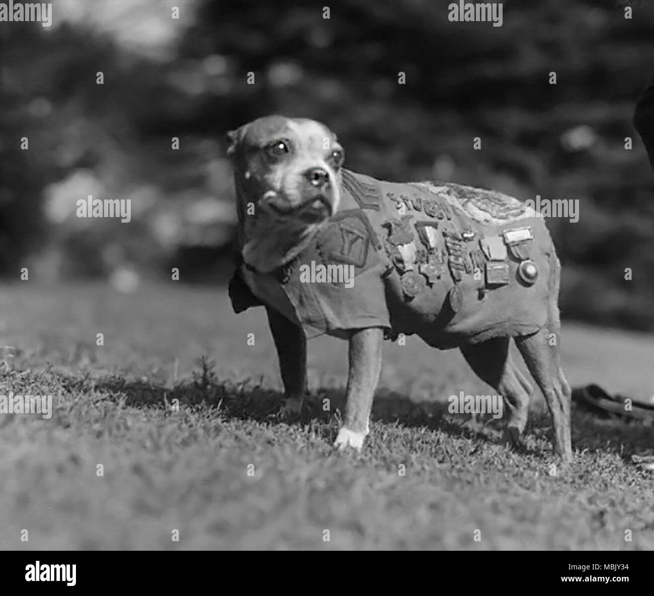 Sergeant stubby hi-res stock photography and images - Alamy